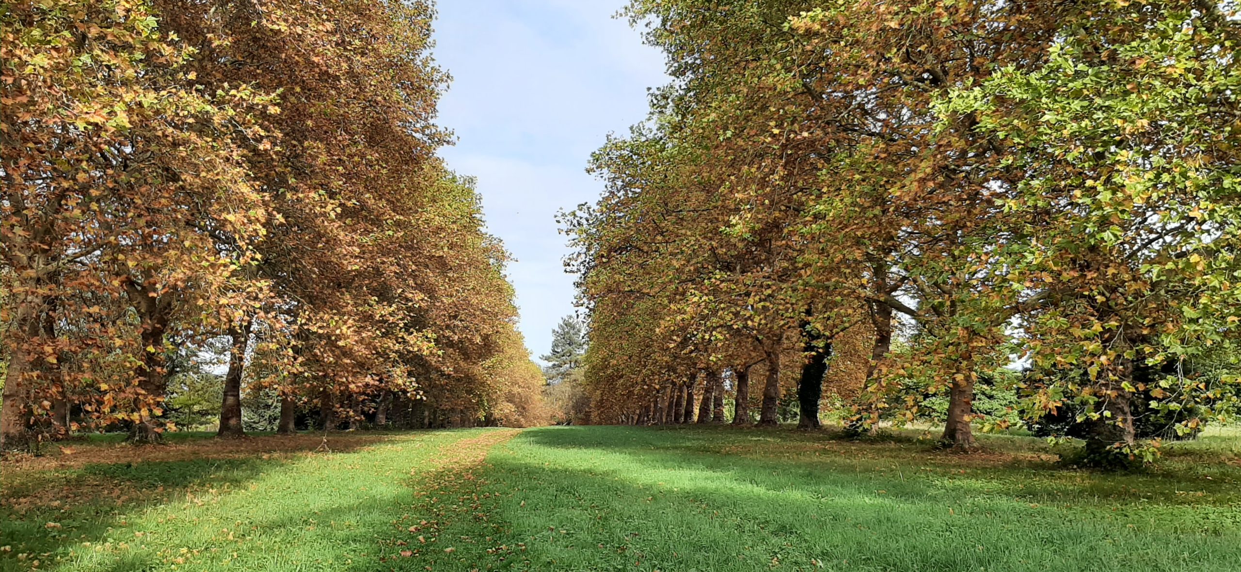C’est le moment d’aller faire un tour à l'Arboretum de Versailles-Chèvreloup ! - L'Evasion des Sens